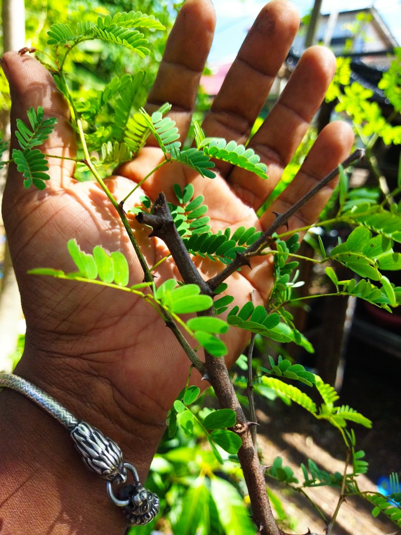 The Rare Vanni Tree Prosperity Good Luck, Furniture & Home Living ...