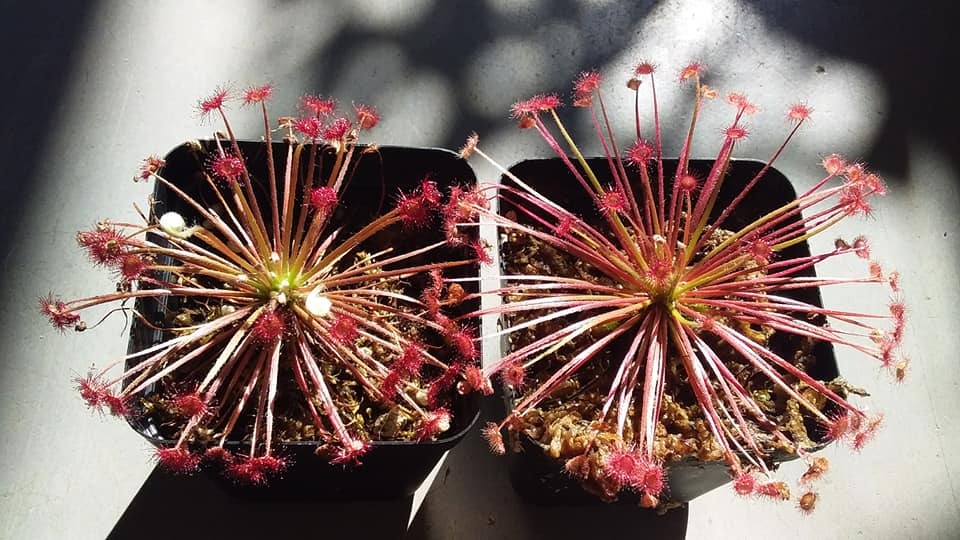 Drosera paradoxa complex sundew in 7x7 cm pot, Furniture & Home Living ...