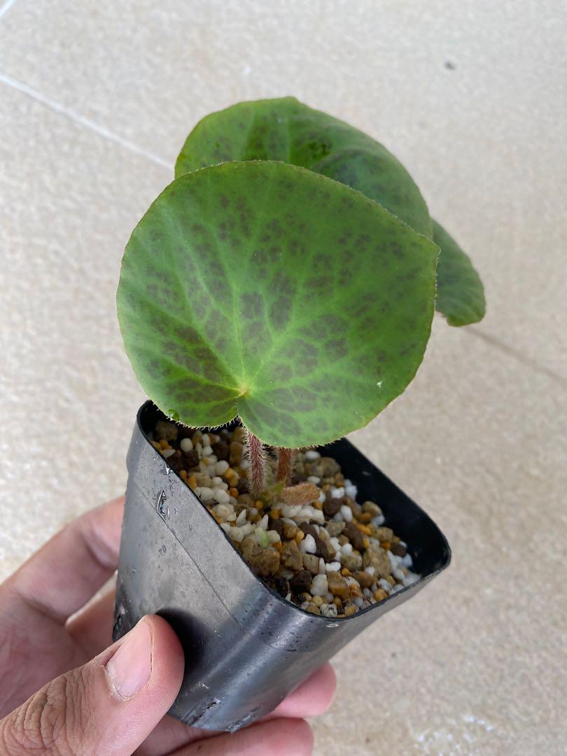 Rare: Begonia suborbiculata, Furniture & Home Living, Gardening, Plants ...