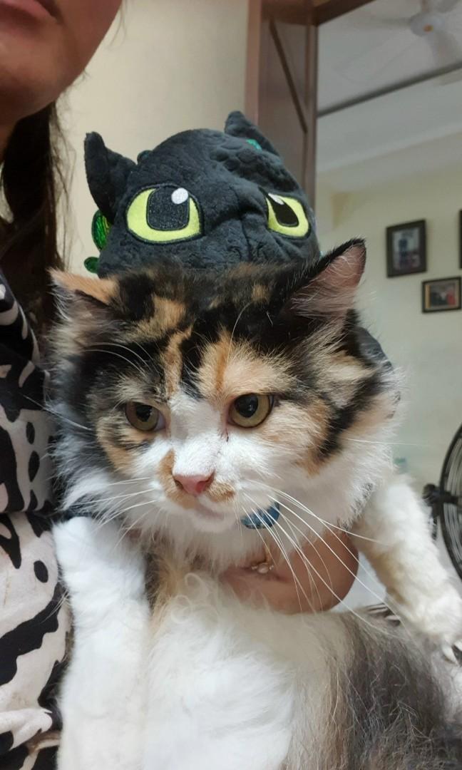 Toothless Pet Halloween Costume, Perlengkapan Hewan, Aksesoris Hewan di ...