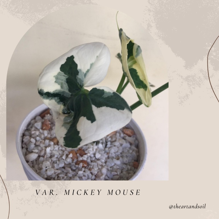 Variegated Mickey Mouse, Furniture & Home Living, Gardening, Plants ...