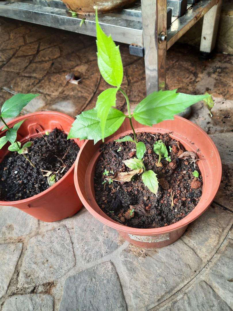 Coral jasmine plant (pavalamalli/ pariyat, Furniture & Home Living ...