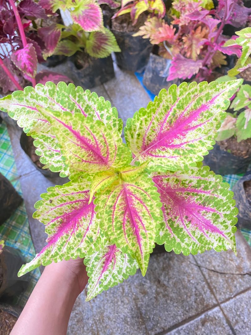 Mayana Rare Common Variety 3 for 100, Furniture & Home Living ...