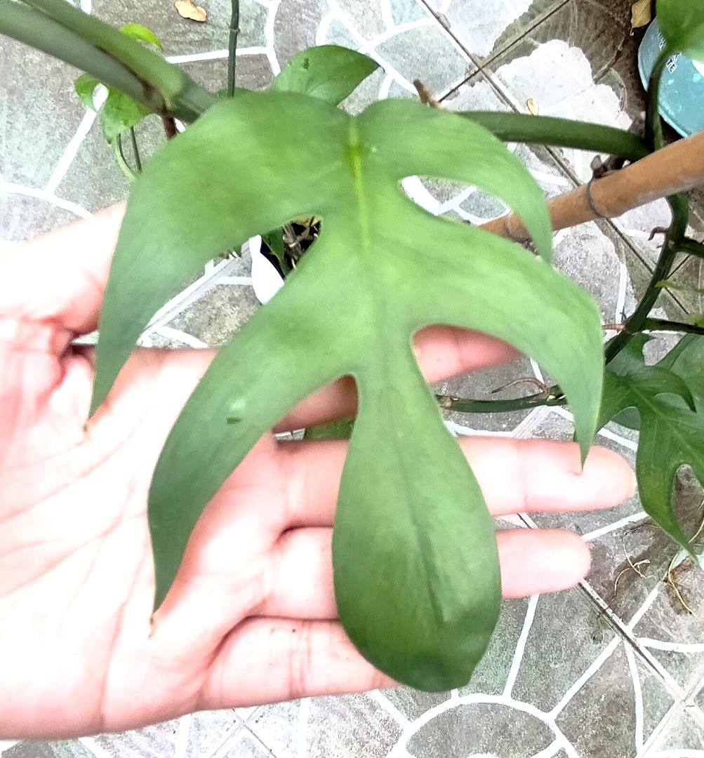 Mini Monstera Rhapidaphora Tetrasperma Pertusa, Furniture & Home Living ...