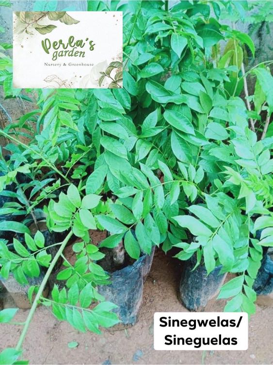 Sineguelas Seedlings on Carousell