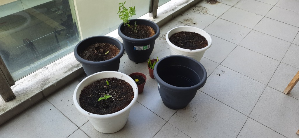 5 Medium pots + 2 Small pots + Soil, Furniture & Home Living, Gardening ...