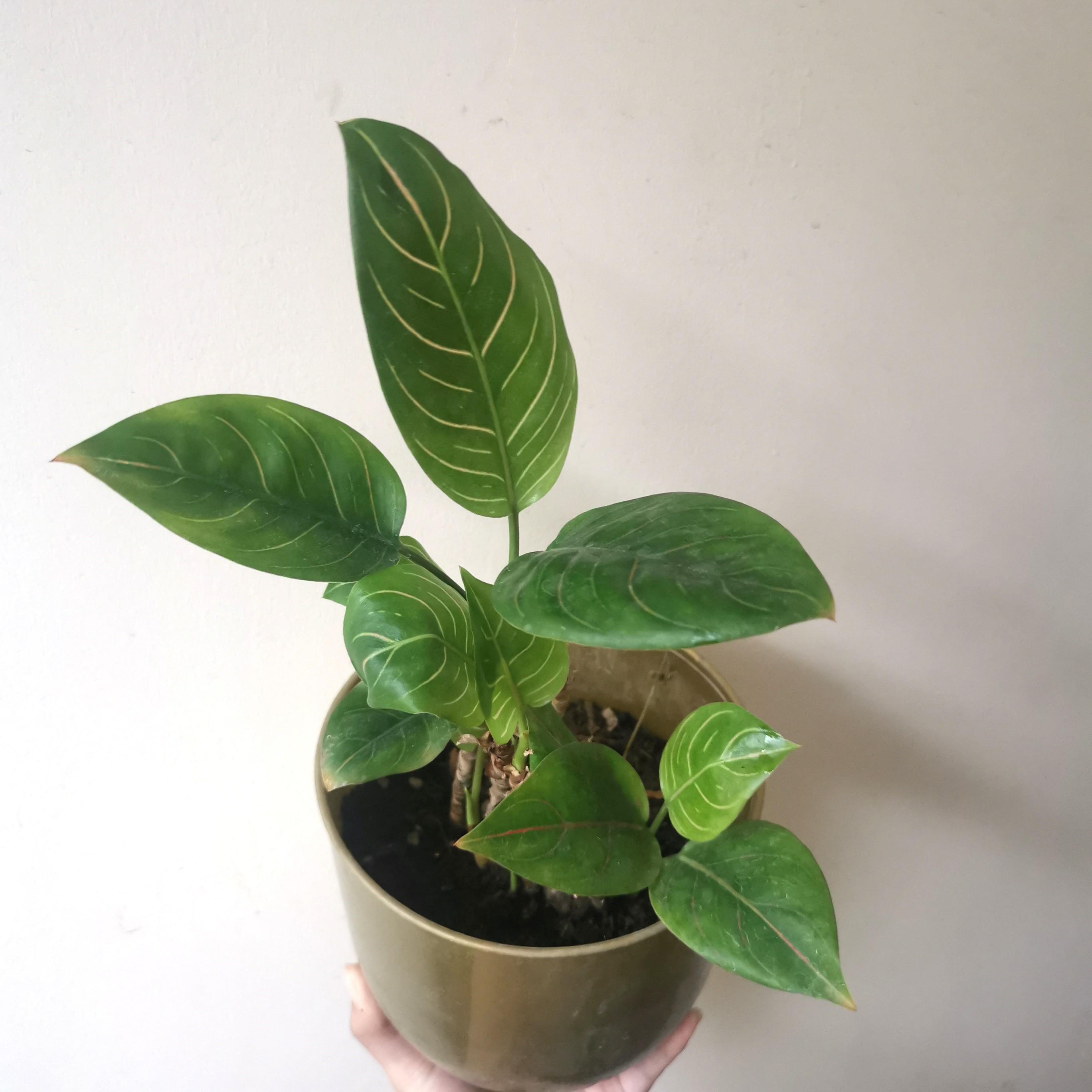 Aglaonema Rotundum Tiger, Furniture & Home Living, Gardening, Plants ...