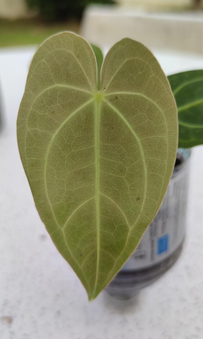 Anthurium Magnificum Verde, Furniture & Home Living, Gardening, Plants ...