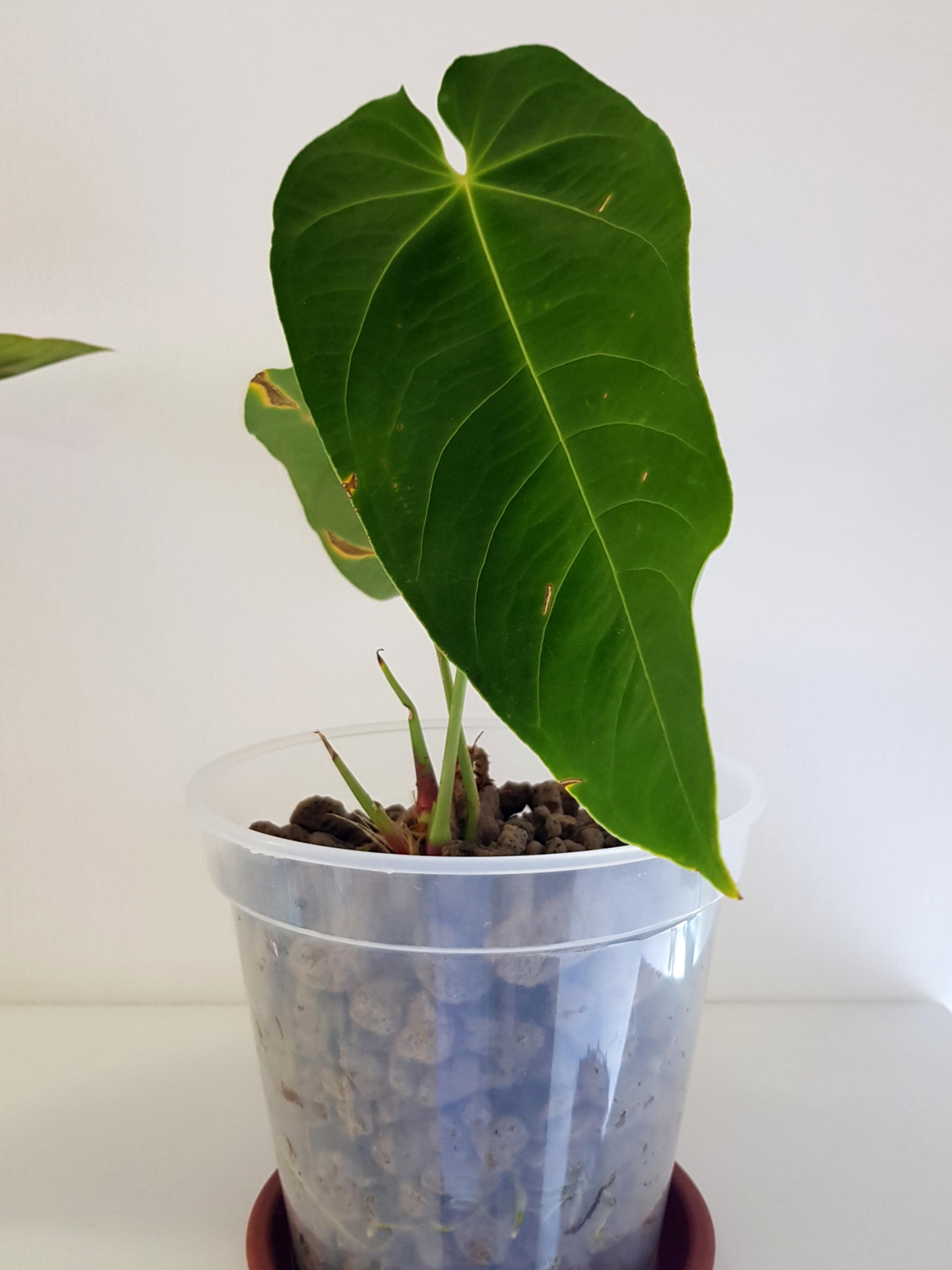 Anthurium Queremalense, Furniture & Home Living, Gardening, Plants ...