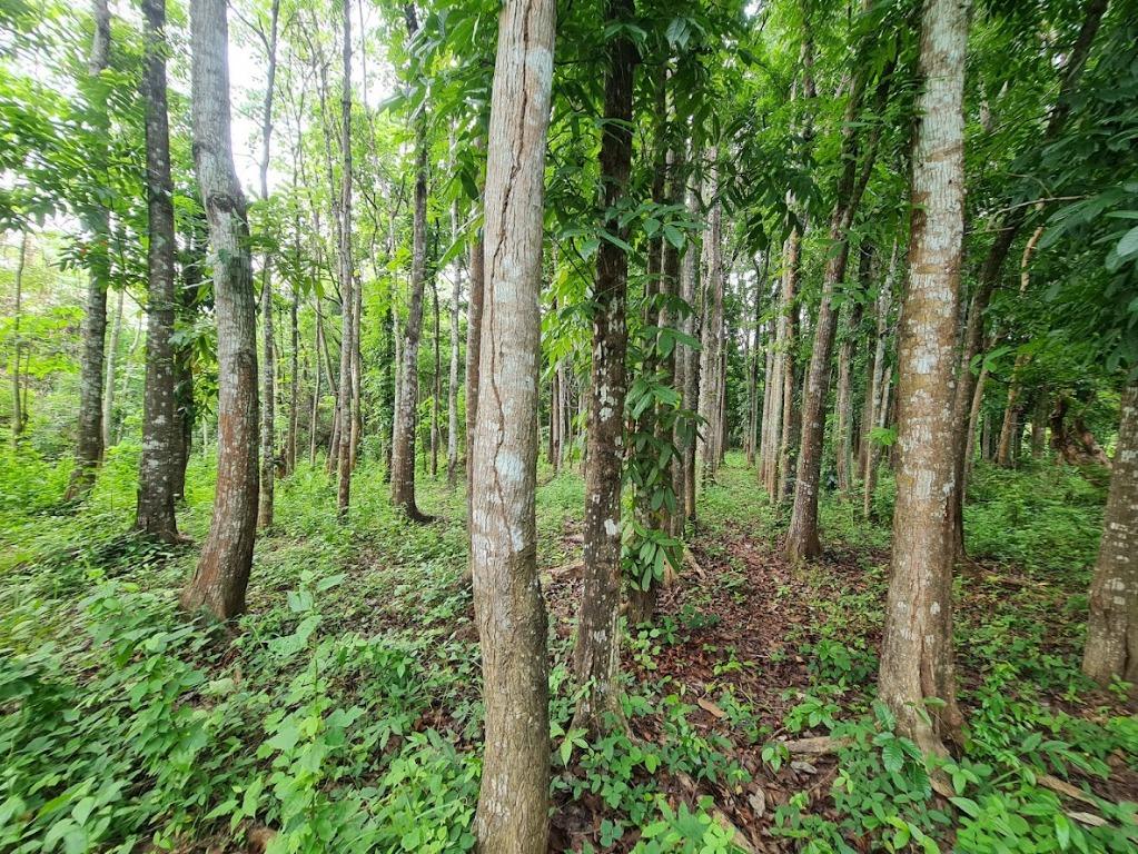 Baras Rizal farm lot 4.4h, Property, For Sale, Lot on Carousell