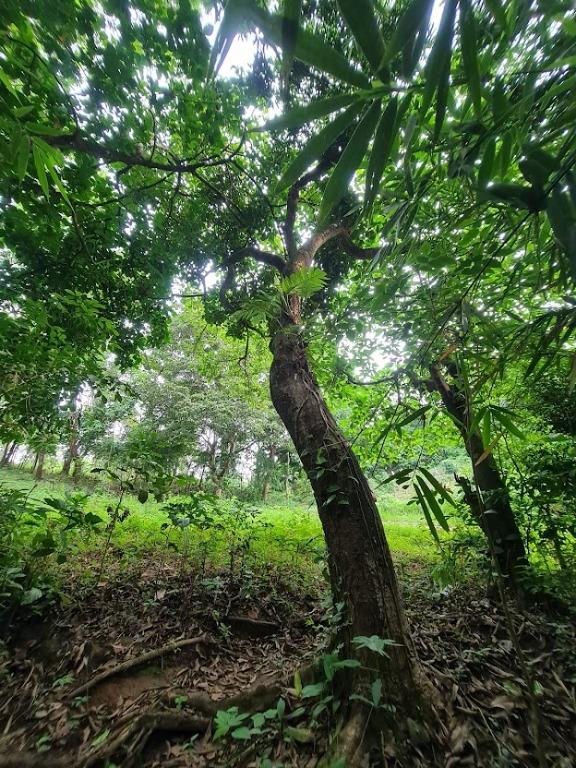 Baras Rizal farm lot 4.4h, Property, For Sale, Lot on Carousell