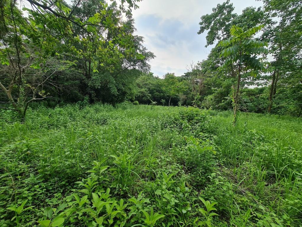 Baras Rizal farm lot 4.4h, Property, For Sale, Lot on Carousell