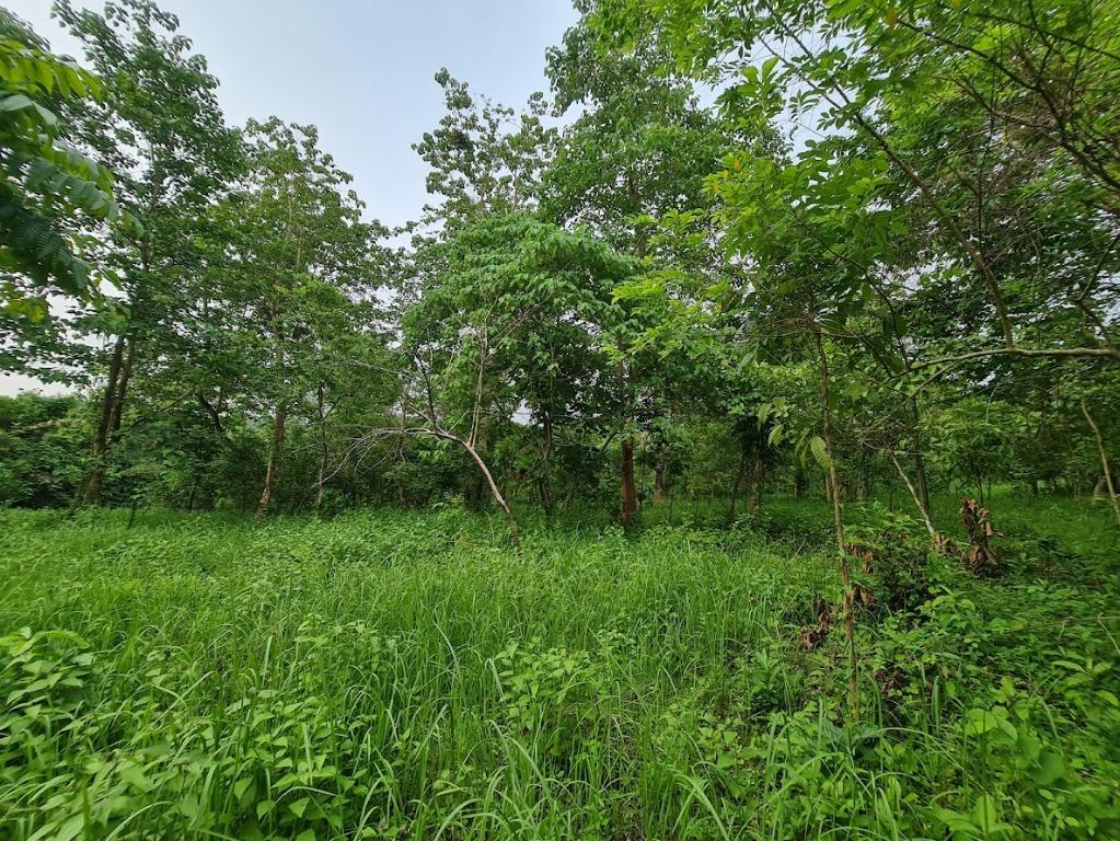 Baras Rizal farm lot 4.4h, Property, For Sale, Lot on Carousell