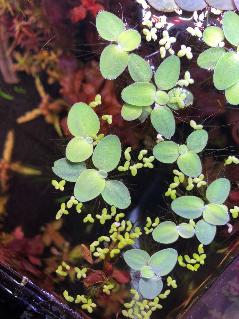 Dwarf water lettuce aquatic plant, Furniture & Home Living, Gardening ...
