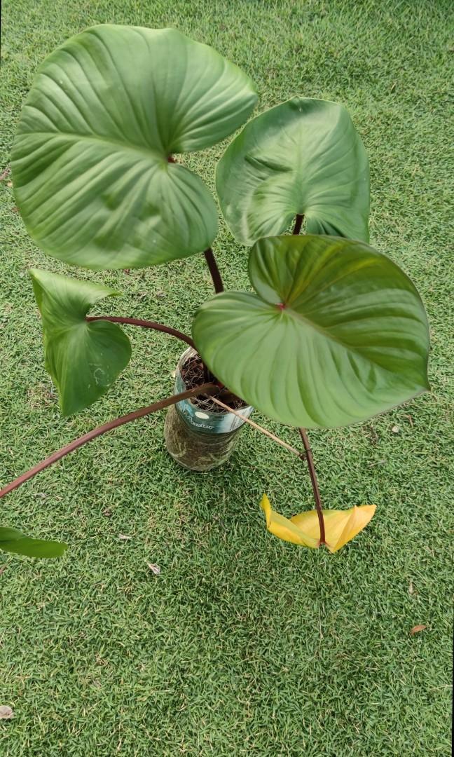 Homalomena Red Stem / Kemoyang batang merah, Furniture & Home Living ...