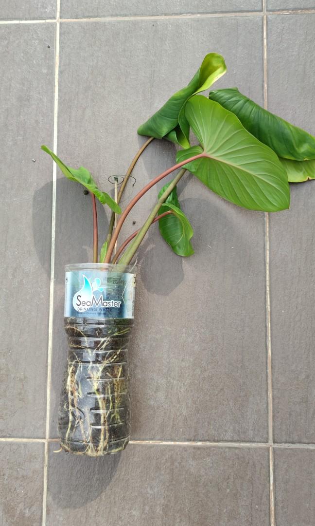 Homalomena Red Stem / Kemoyang batang merah, Furniture & Home Living ...
