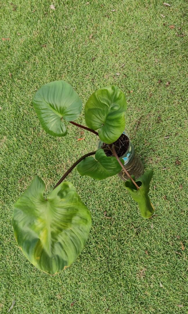 Homalomena Red Stem / Kemoyang batang merah, Furniture & Home Living ...