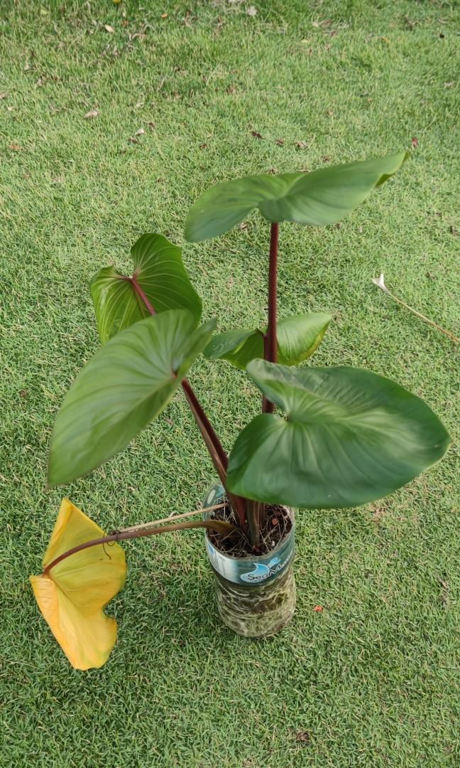 Homalomena Red Stem / Kemoyang batang merah, Furniture & Home Living ...