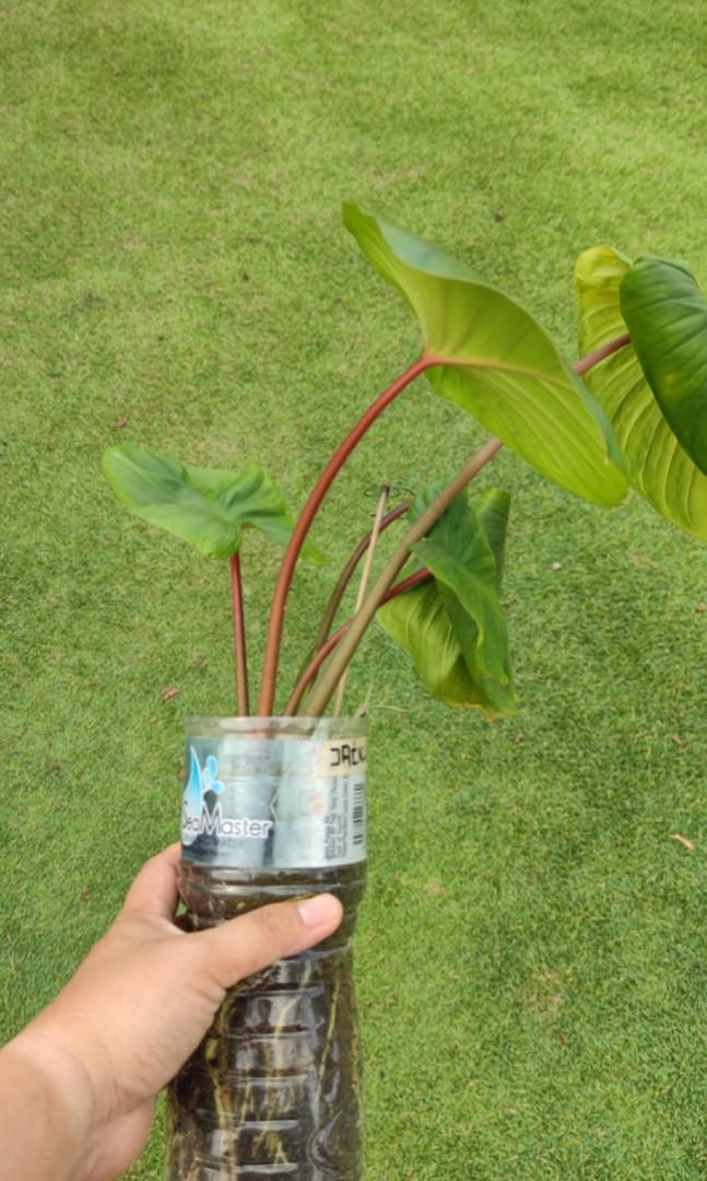 Homalomena Red Stem / Kemoyang batang merah, Furniture & Home Living ...