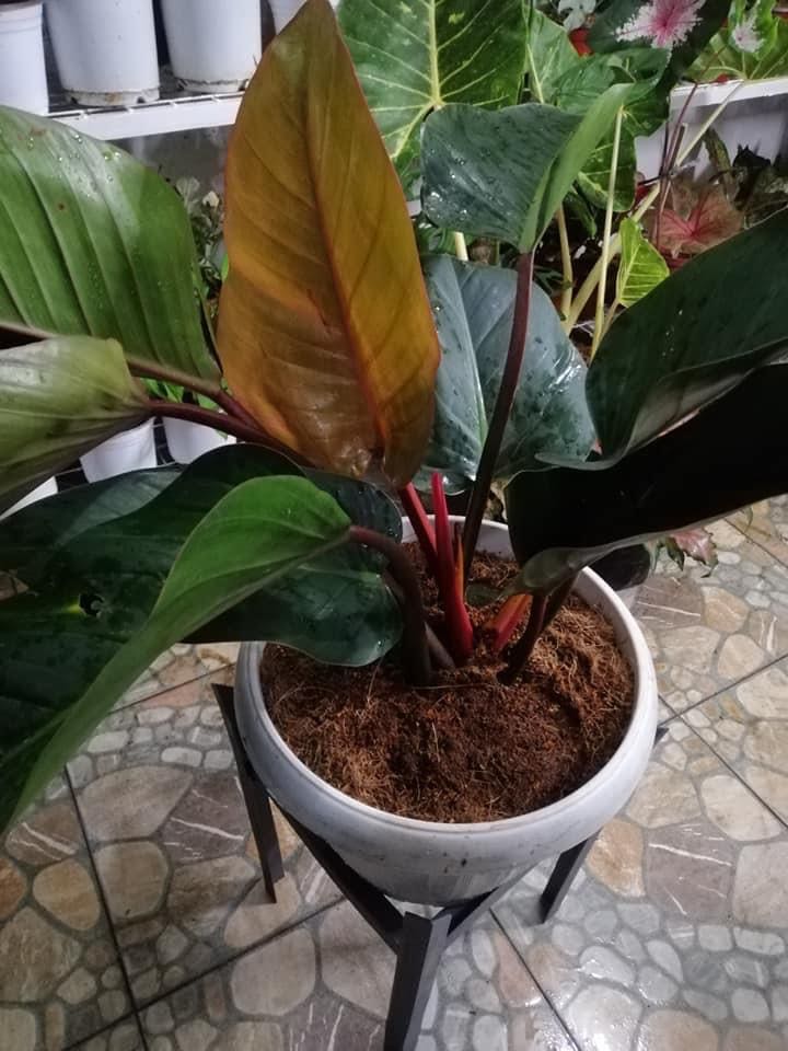 Philo red Congo giant, Furniture & Home Living, Gardening, Plants ...