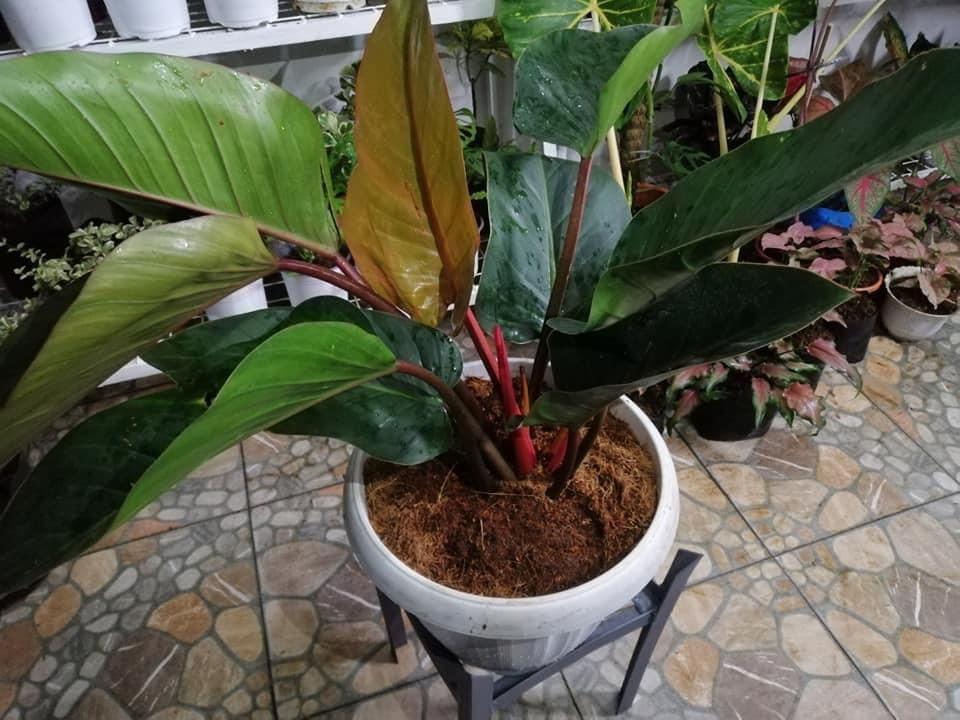 Philo red Congo giant, Furniture & Home Living, Gardening, Plants ...