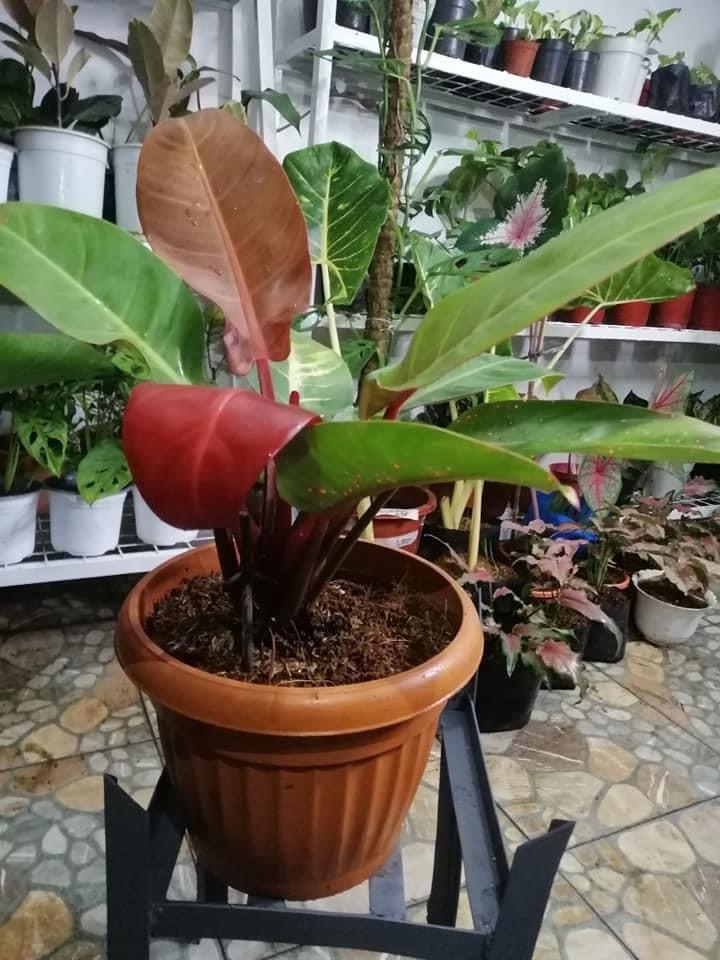 Philo red sun, Furniture & Home Living, Gardening, Plants & Seeds on ...