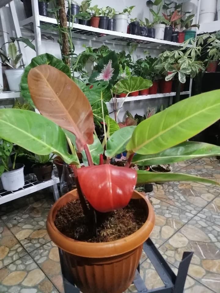 Philo red sun, Furniture & Home Living, Gardening, Plants & Seeds on ...