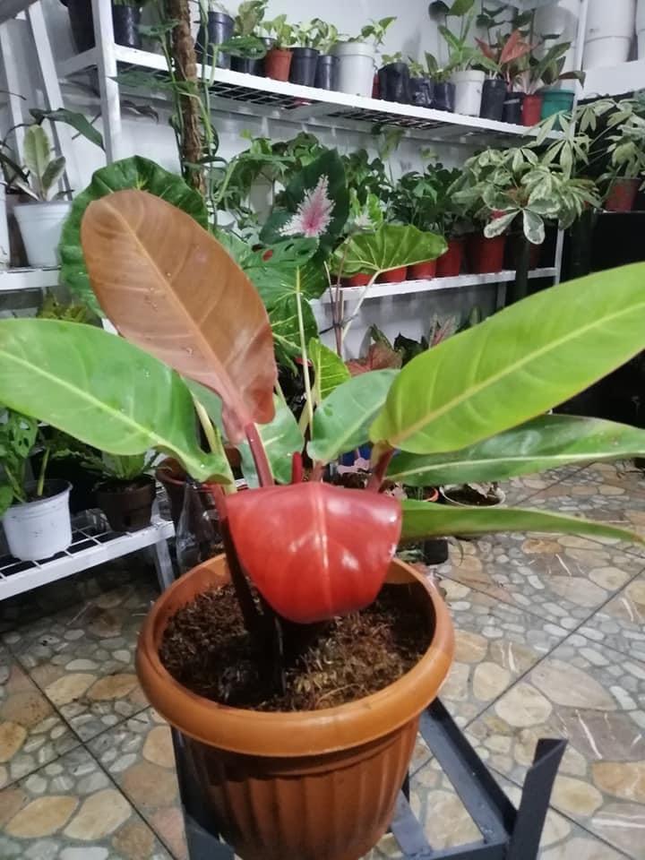 Philo red sun, Furniture & Home Living, Gardening, Plants & Seeds on ...