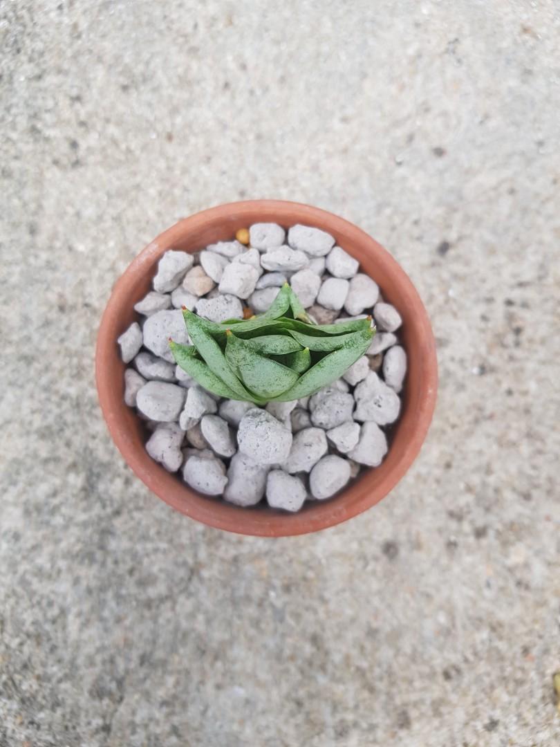 Sansevieria Boncel Mini aka Bonji, Furniture & Home Living, Gardening ...