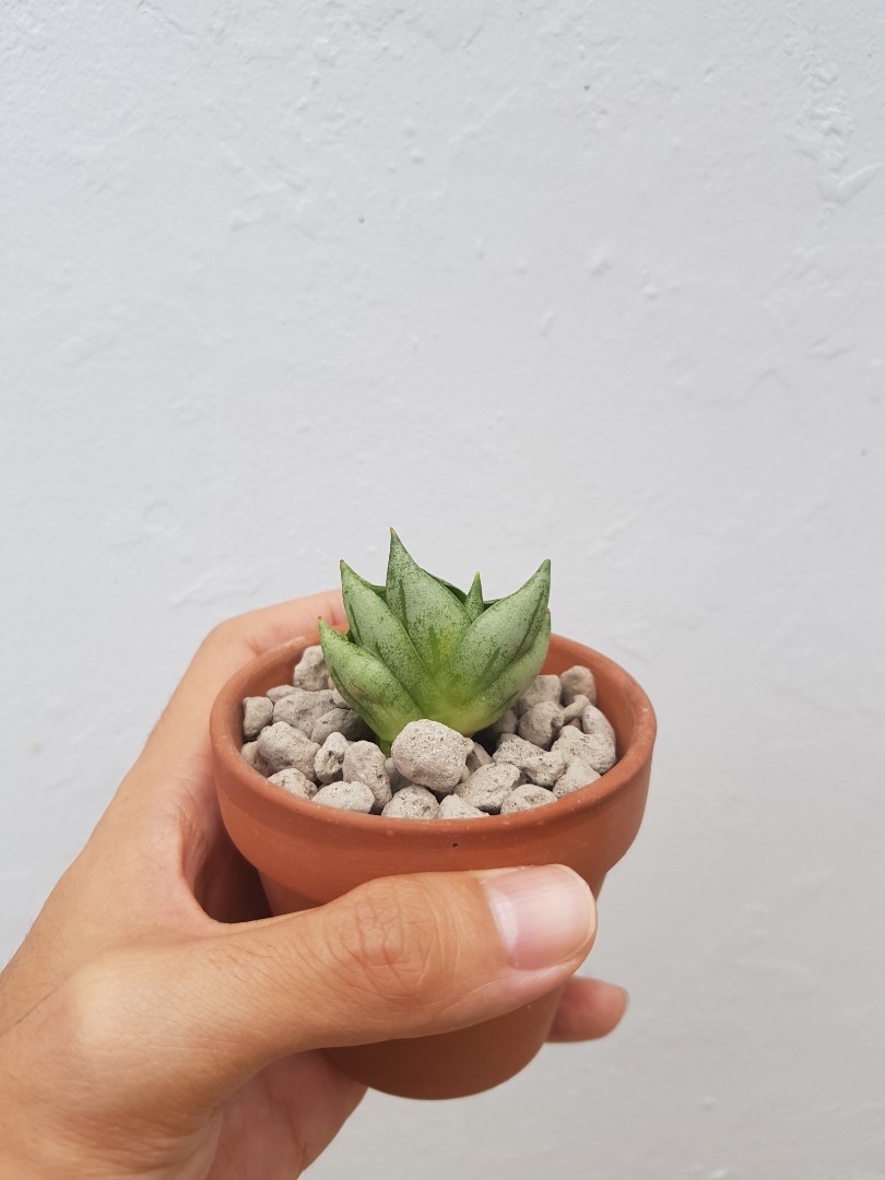 Sansevieria Boncel Mini aka Bonji, Furniture & Home Living, Gardening ...