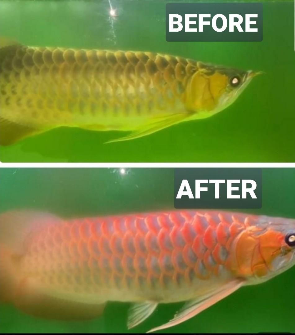 Arowana Tanning light. Available. In 13000k -white & 2700k -yellow ...
