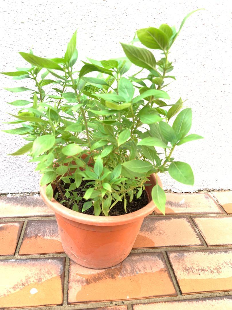 Greek Columnar Basil Live Herb Plants Best Herbs For Herb, 46% OFF