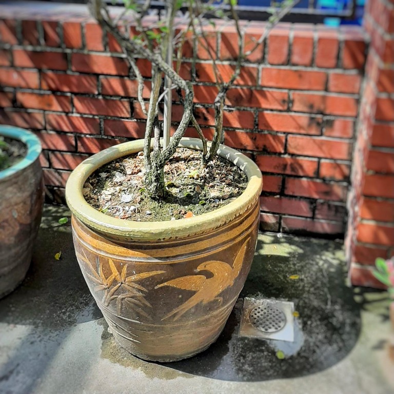 Traditional Flower Pot, Furniture & Home Living, Gardening, Pots ...