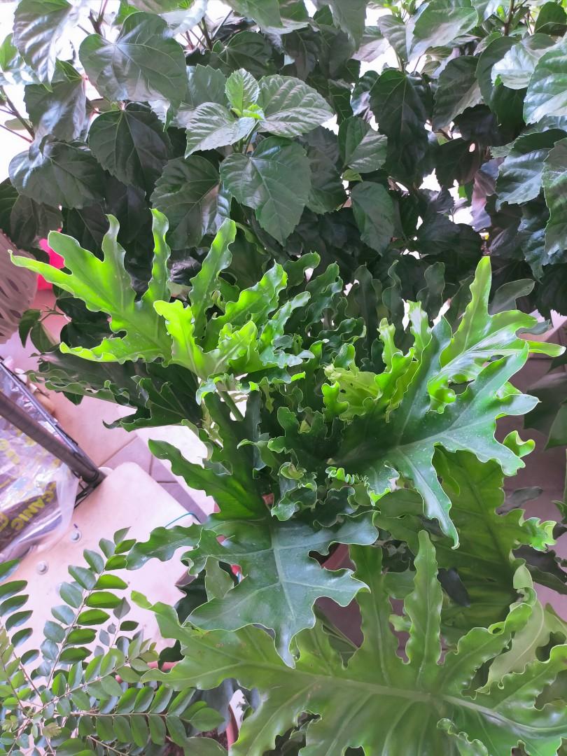 Tree philodendrons, Furniture & Home Living, Gardening, Plants & Seeds ...