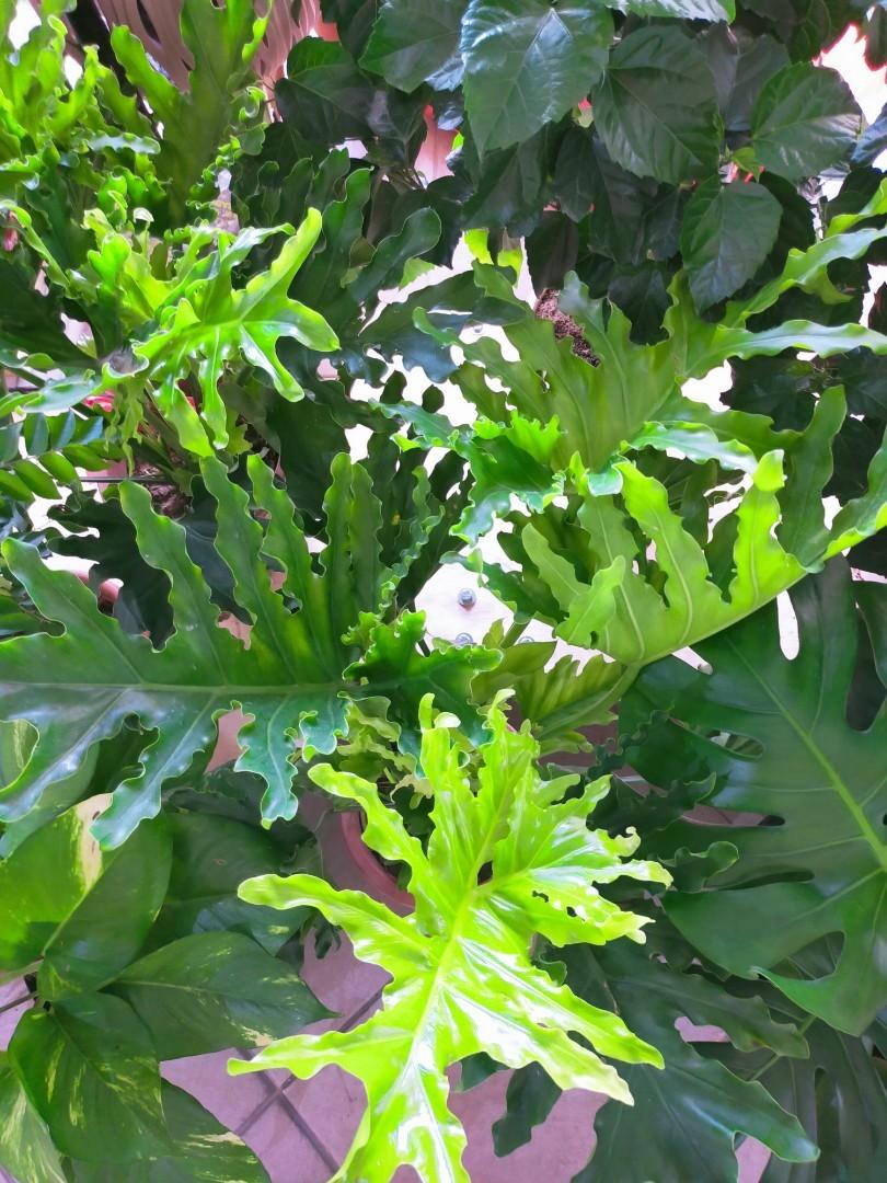 Tree philodendrons, Furniture & Home Living, Gardening, Plants & Seeds ...