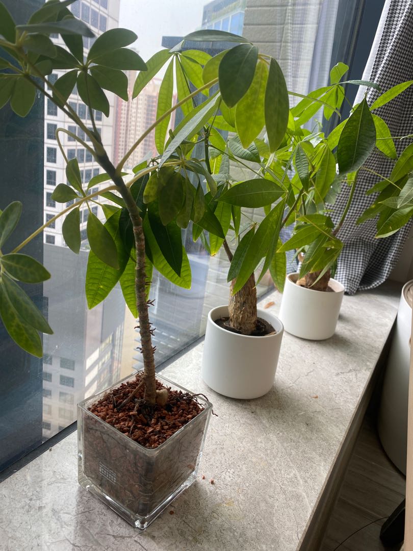 Muji plants 室內植物 發財樹, 傢俬＆家居, 園藝, 植物及種子 on Carousell