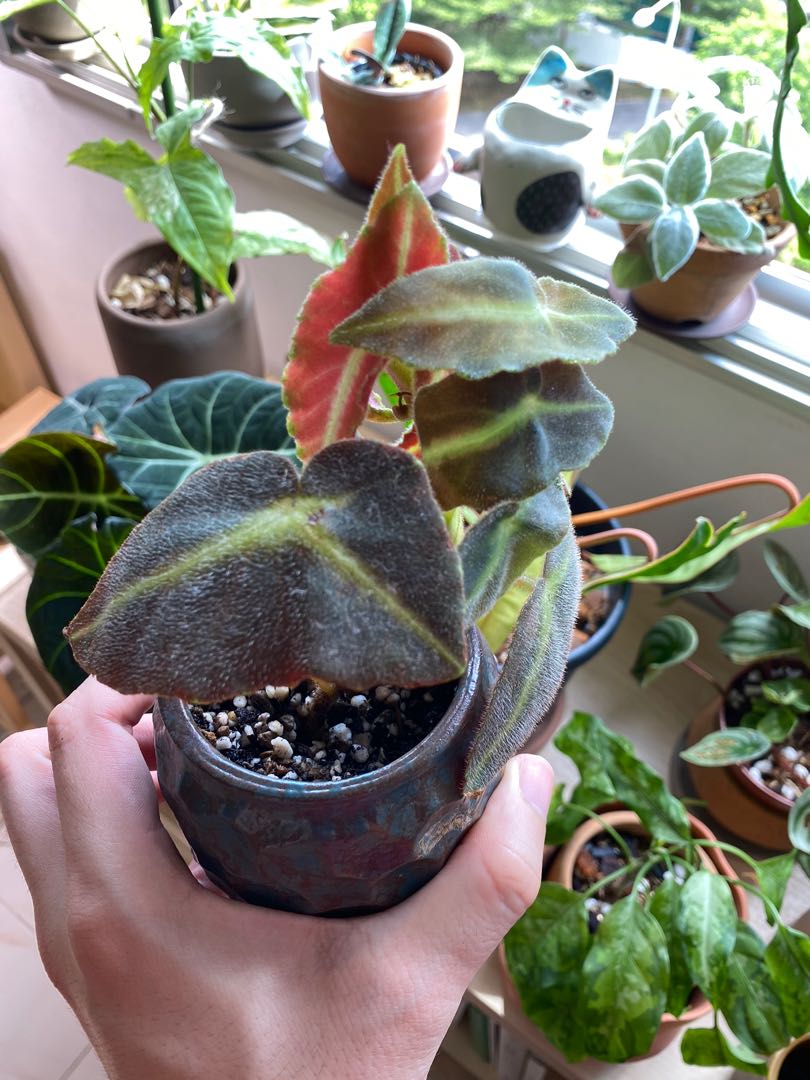 Begonia Listada, Furniture & Home Living, Gardening, Plants & Seeds on ...