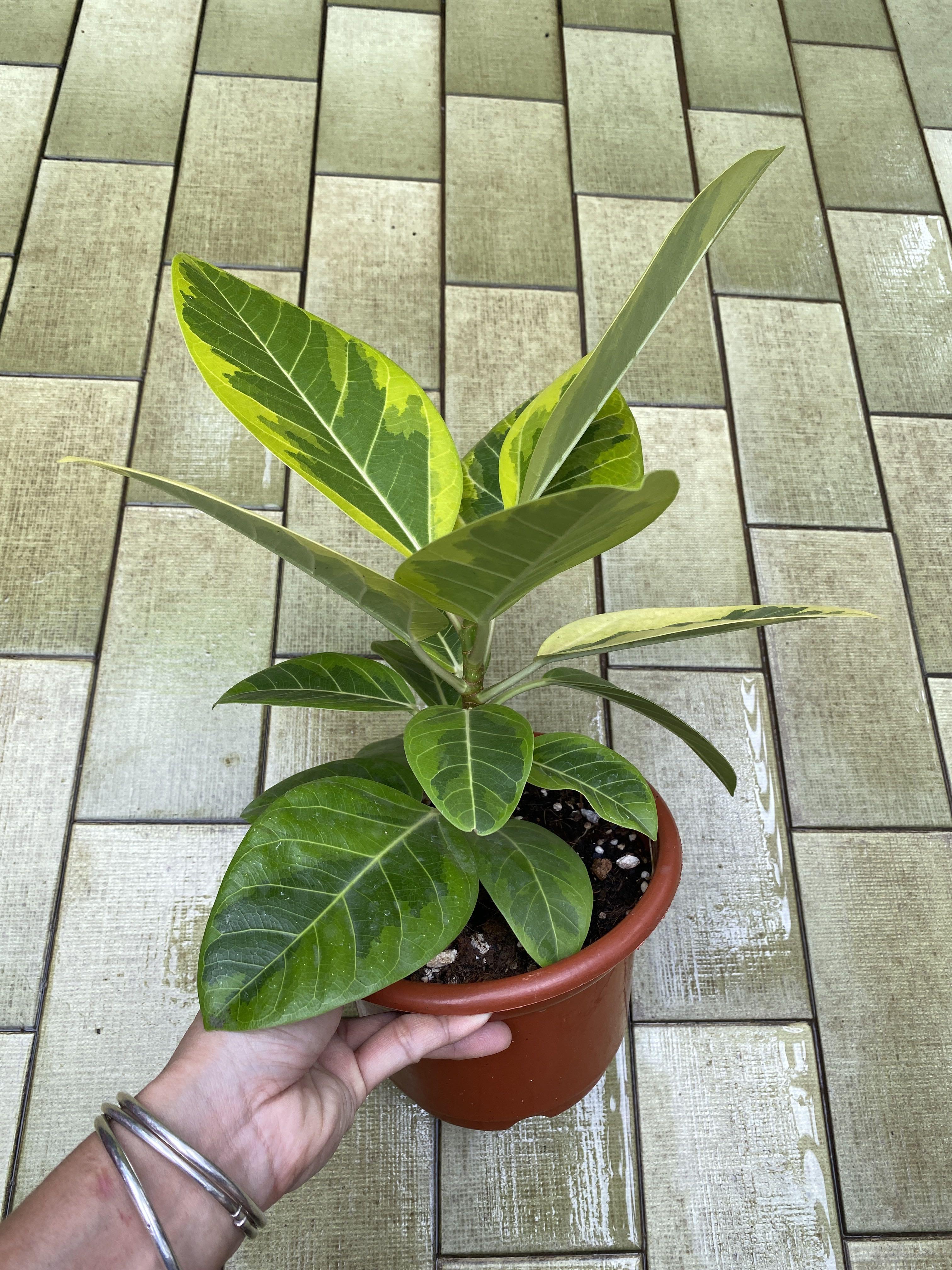 Ficus altissima yellow variegated, Furniture & Home Living, Gardening ...