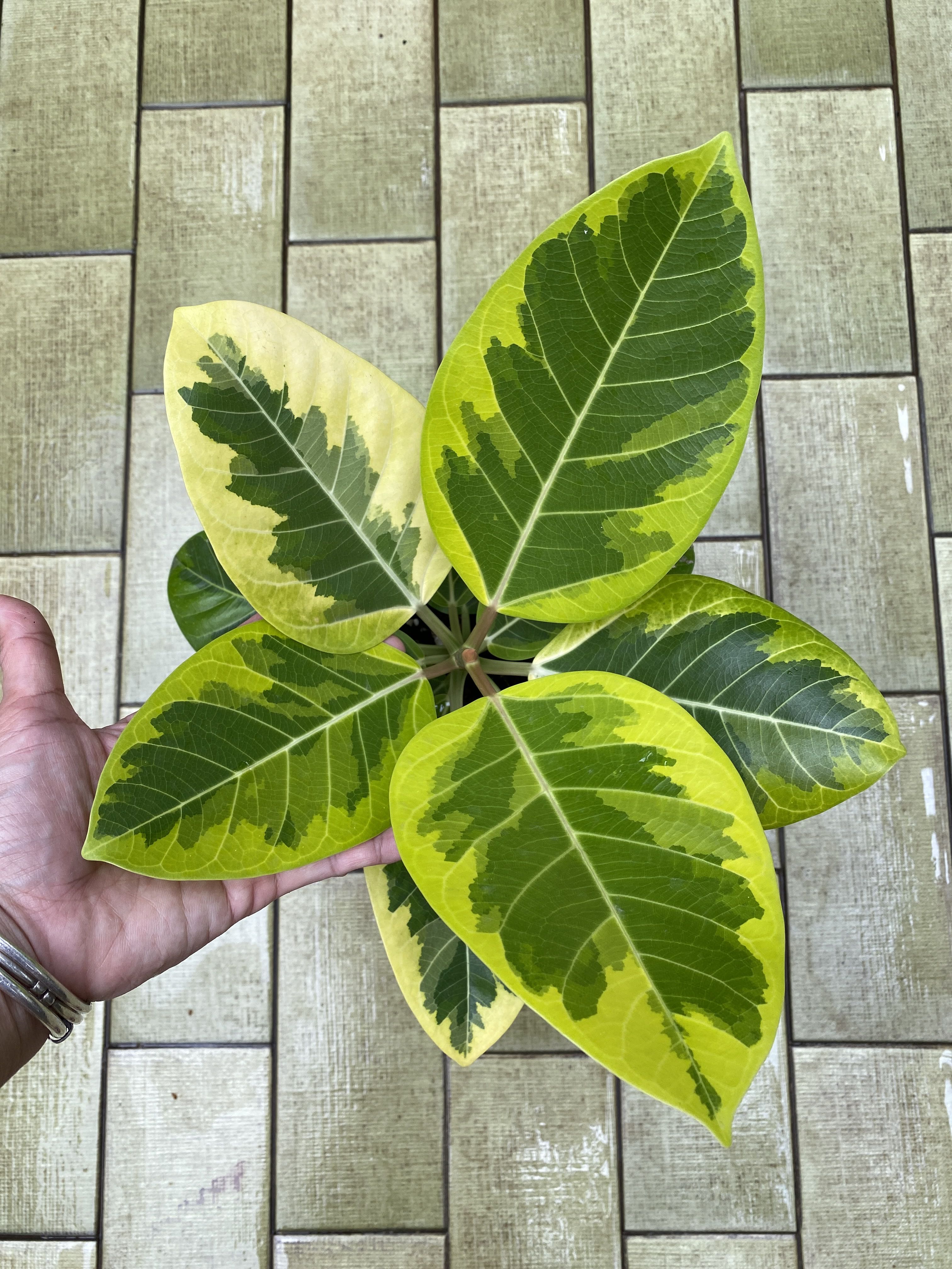Ficus altissima yellow variegated, Furniture & Home Living, Gardening ...