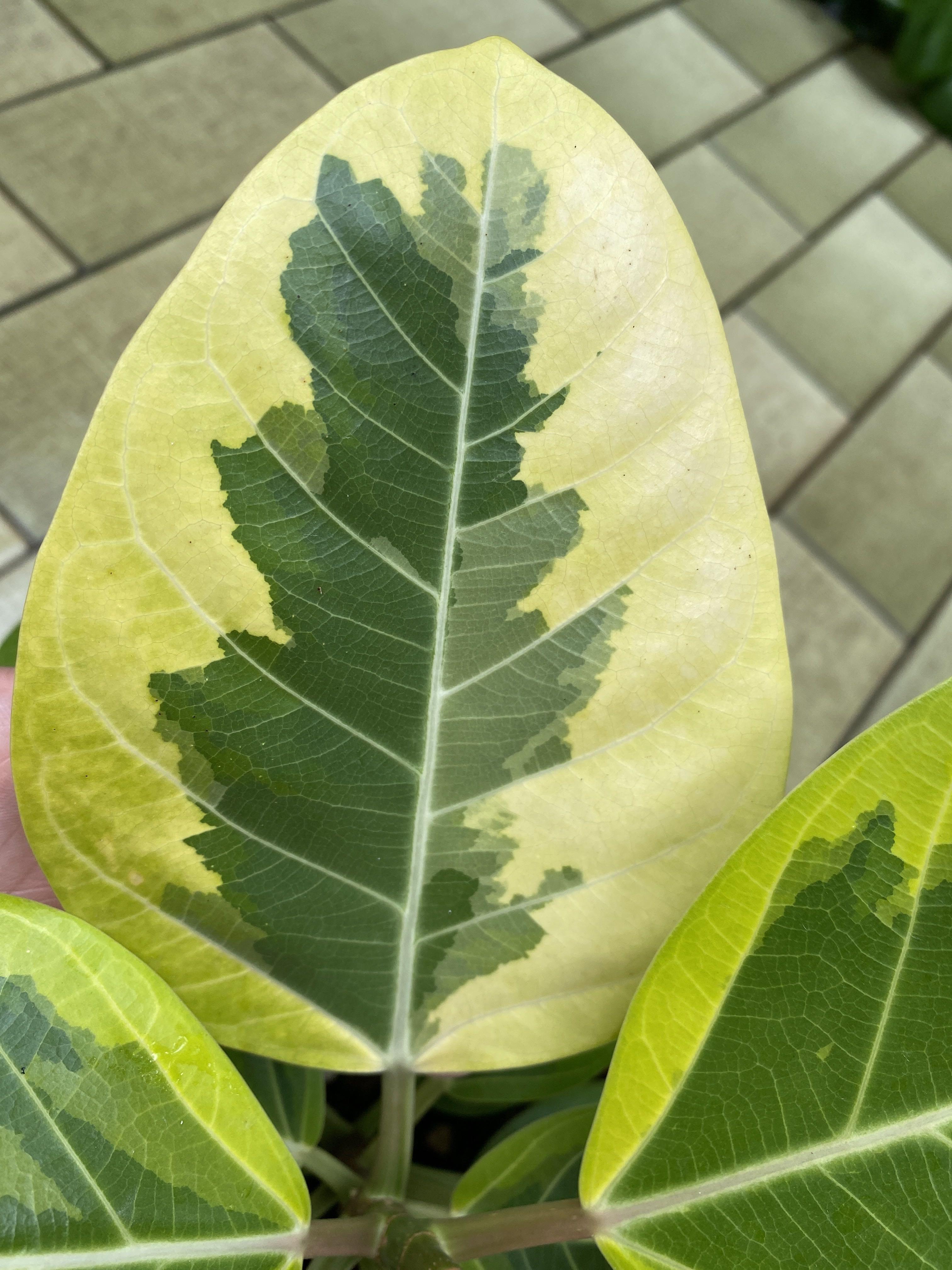 Ficus altissima yellow variegated, Furniture & Home Living, Gardening ...