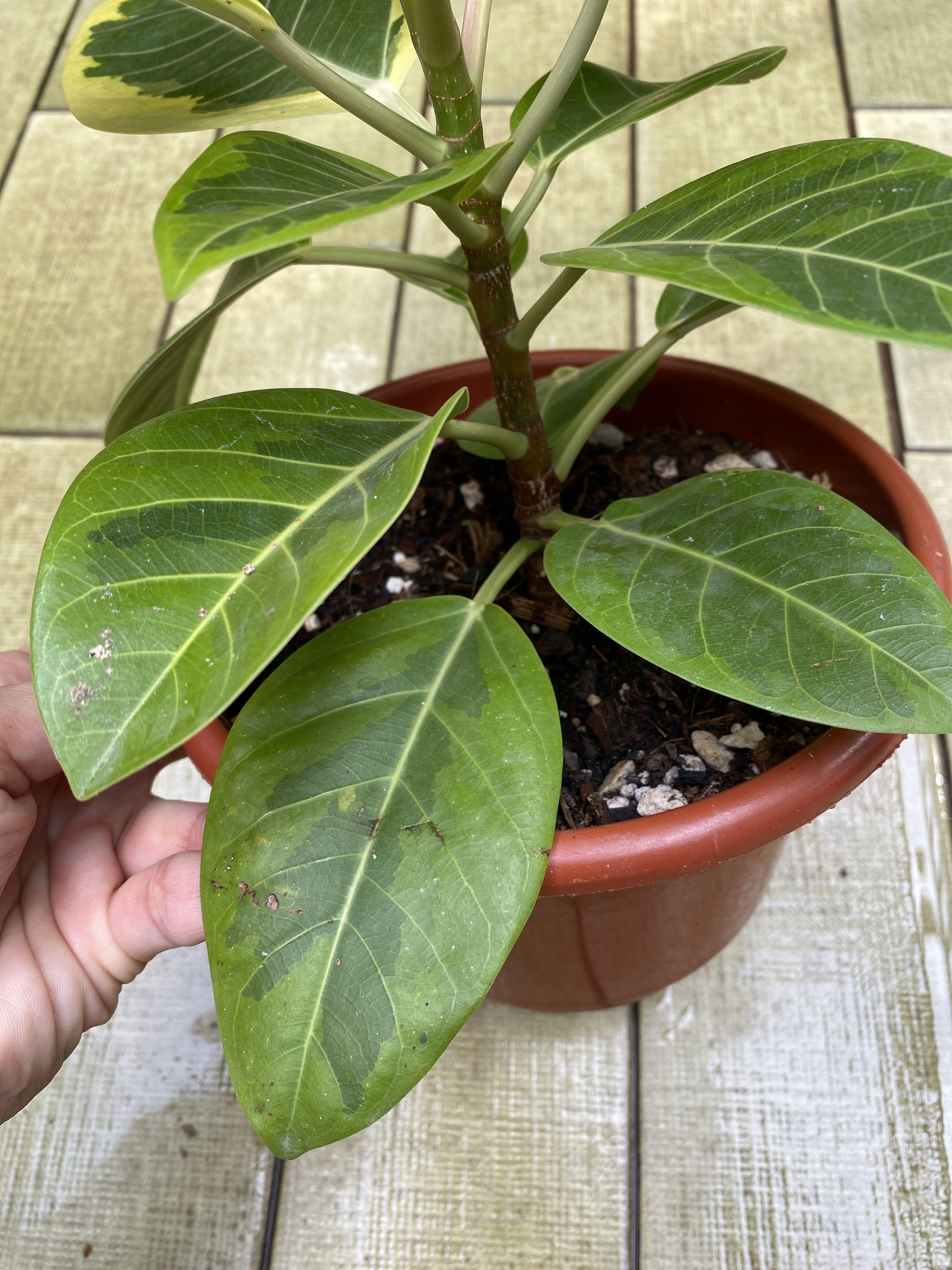 Ficus altissima yellow variegated, Furniture & Home Living, Gardening ...