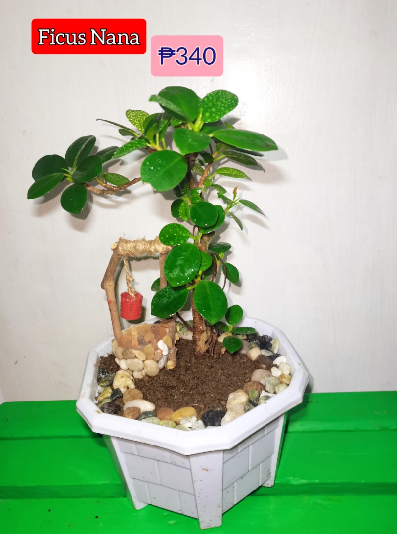 Ficus Nana #1, Furniture & Home Living, Gardening, Plants & Seeds on ...