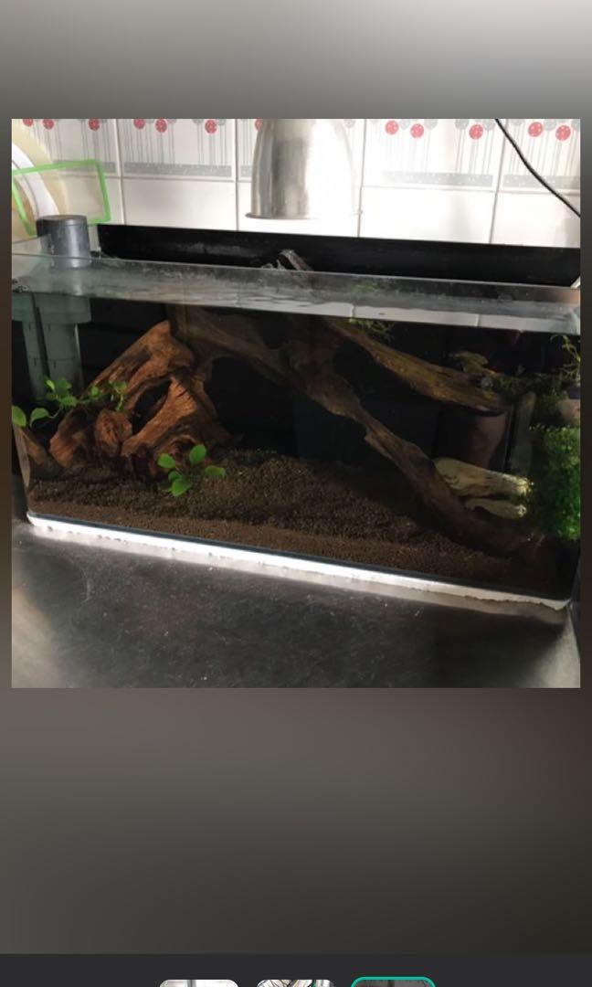 Fish tank Co2 tank 3l with jbl solenoid, Pet Supplies, Homes & Other ...