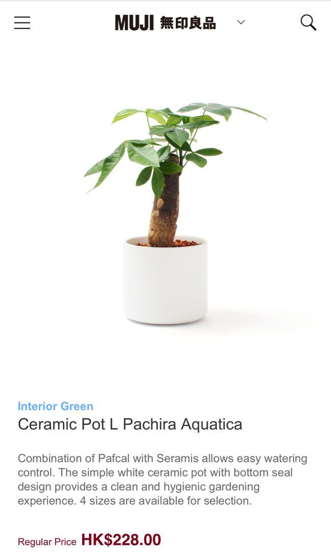 Muji plants 室內植物 發財樹, 傢俬＆家居, 園藝, 植物及種子 on Carousell