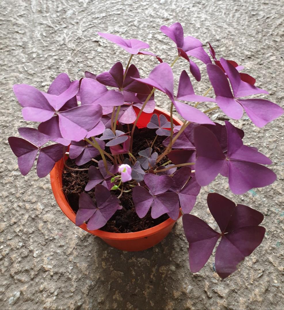 Oxalis Plant, Furniture & Home Living, Gardening, Plants & Seeds on ...