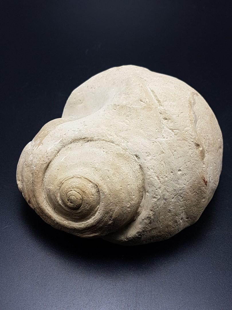 2 Ancient Fossils, Hobbies & Toys, Memorabilia & Collectibles, Vintage ...
