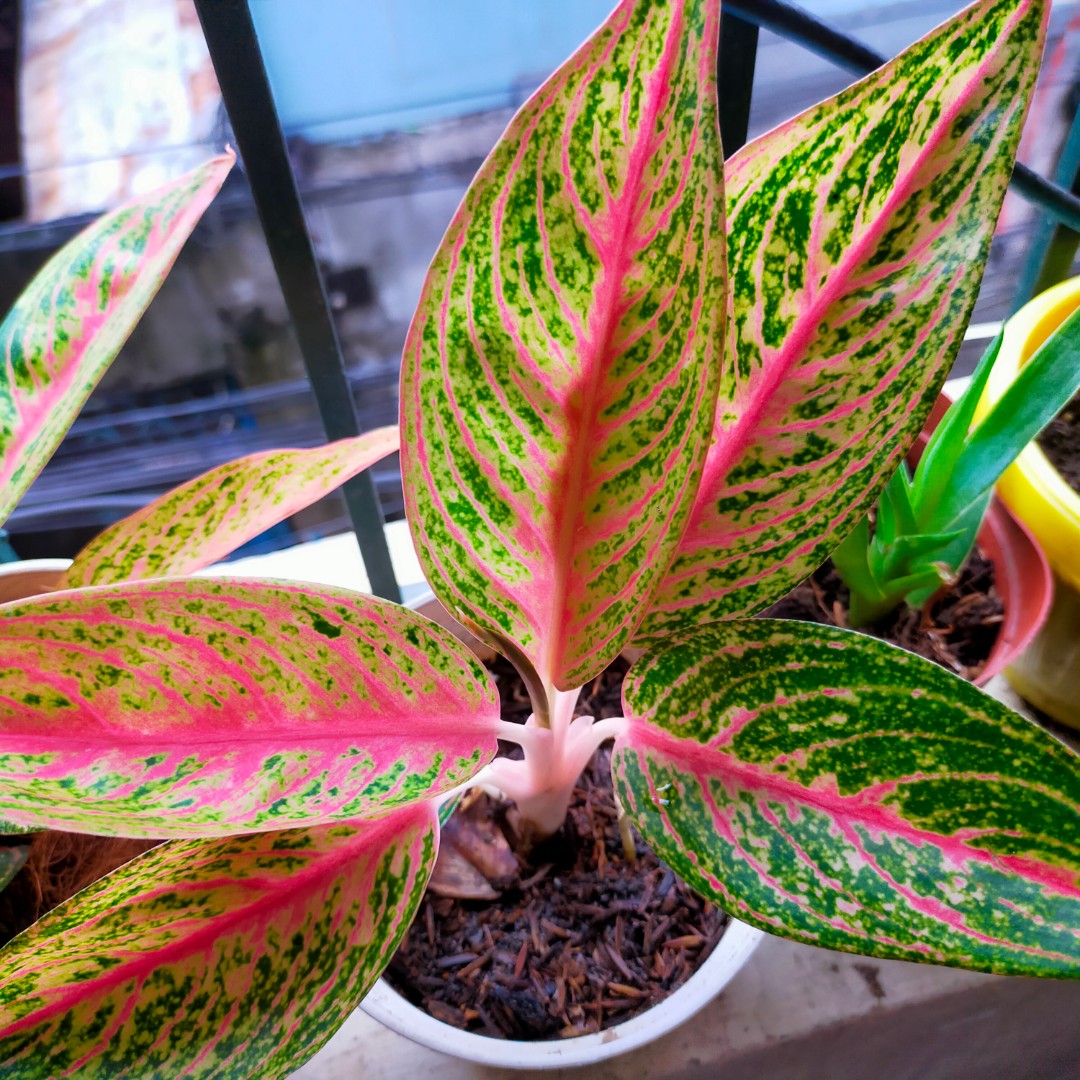 Aglaonema Legacy, Furniture & Home Living, Gardening, Plants & Seeds on ...