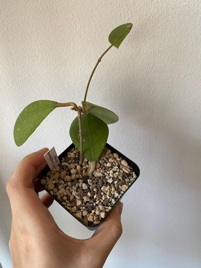 Plants Ferns, Grasses & Bamboo Home & Living Hoya erythrostemma QSBG ...