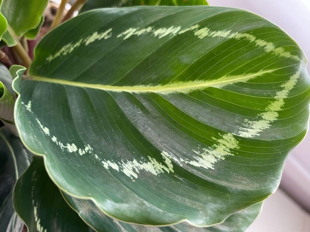 Plant-Lush Calathea Medallion, Furniture & Home Living, Gardening ...
