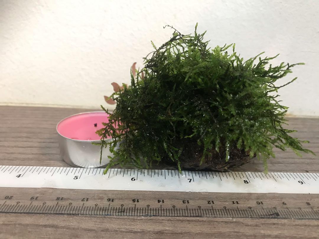 Weeping moss Vesicularia ferriei 'Weeping' grown on rock ball Aquatic ...